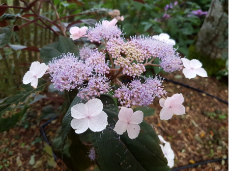Hydrangea aspera 'Koki'